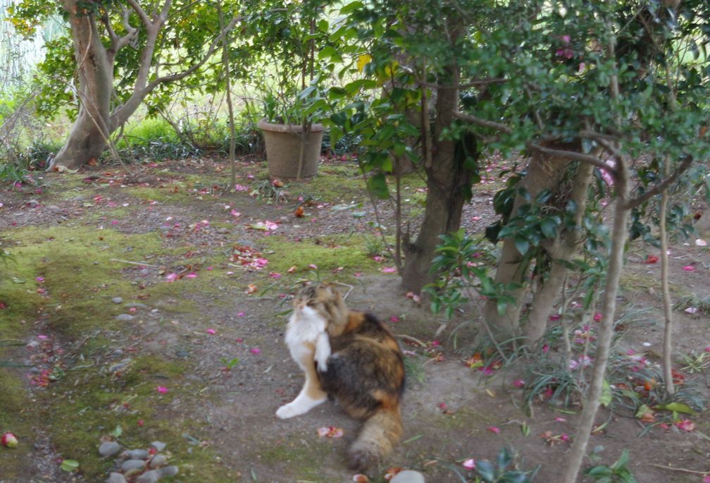 コワい人: 奈々な日々